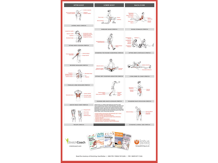 Anatomy of Stretching Poster